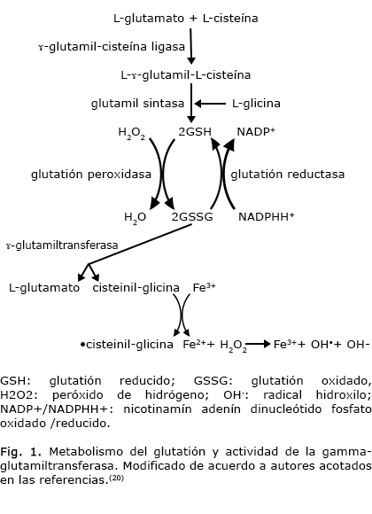 Gamma-glutamiltransferasa y enfermedad cardiovascular / Gamma ...
